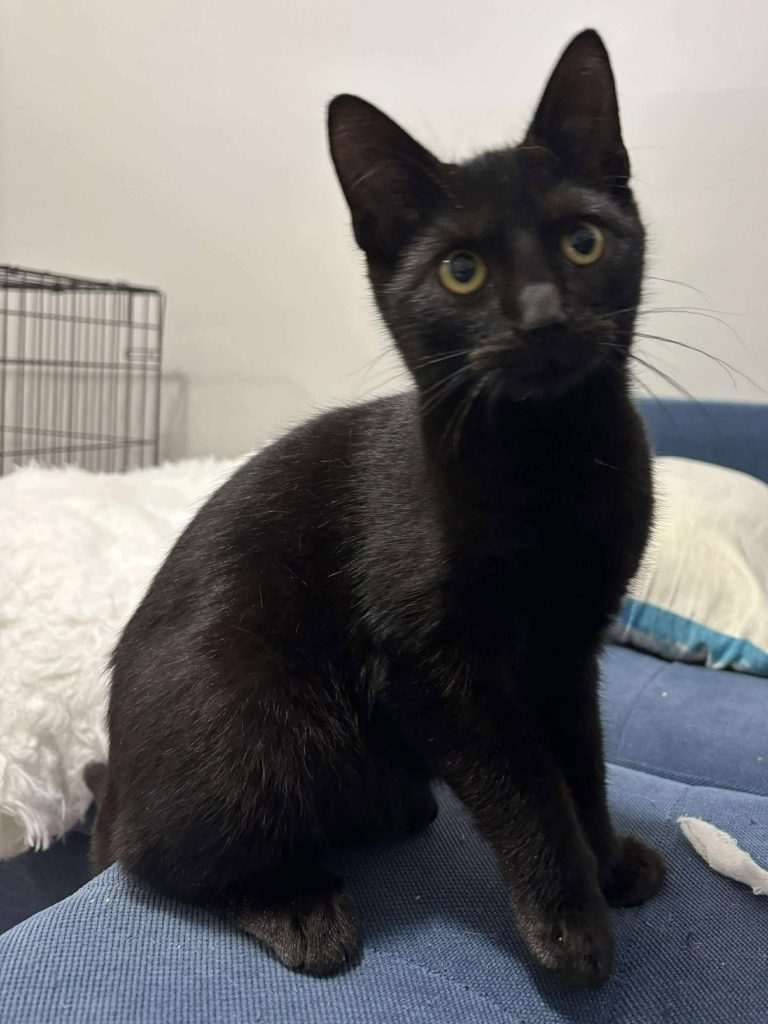 Adoptable Cats – Furry Tales Cat Rescue