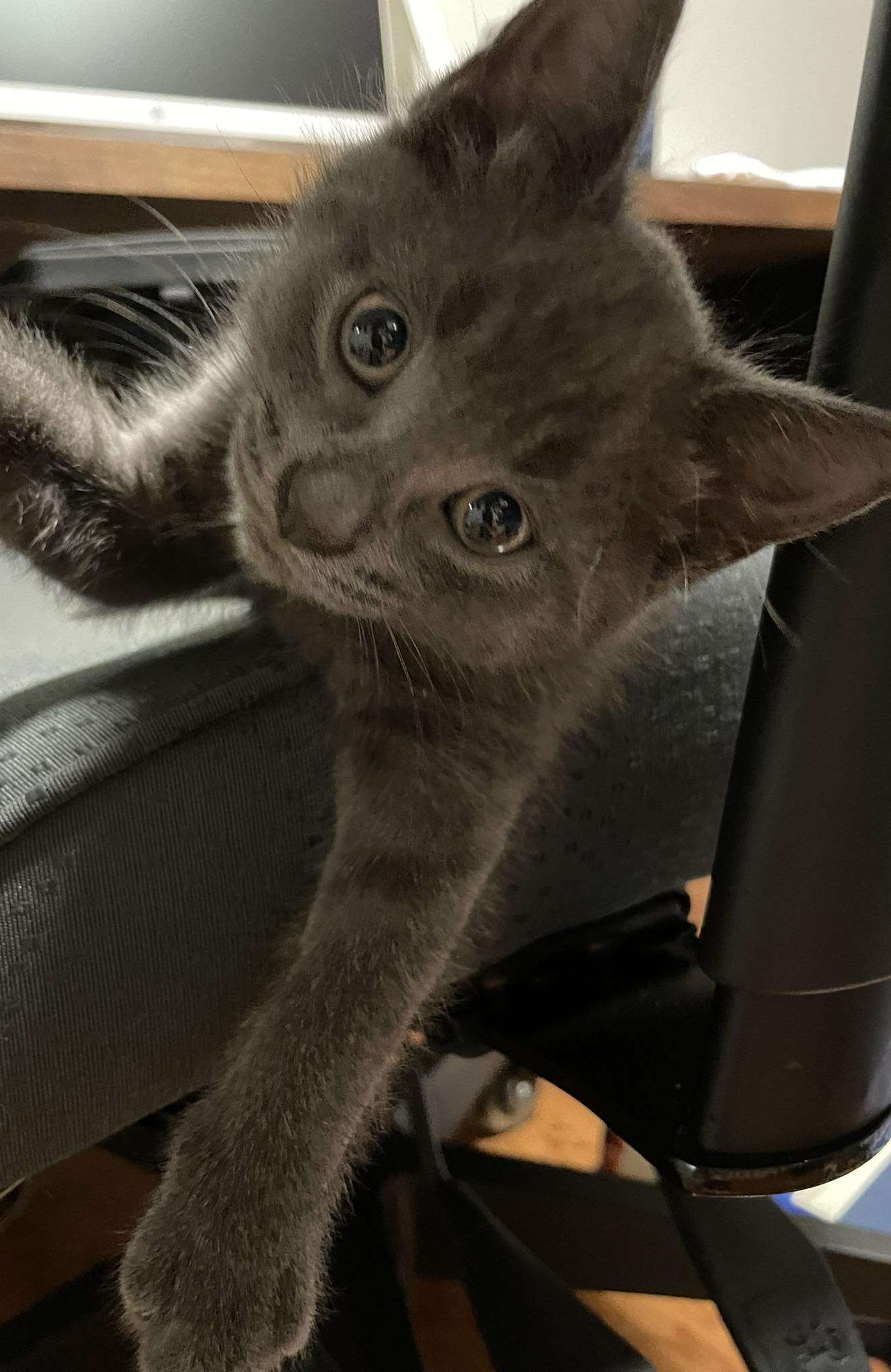 Rupert The Cat