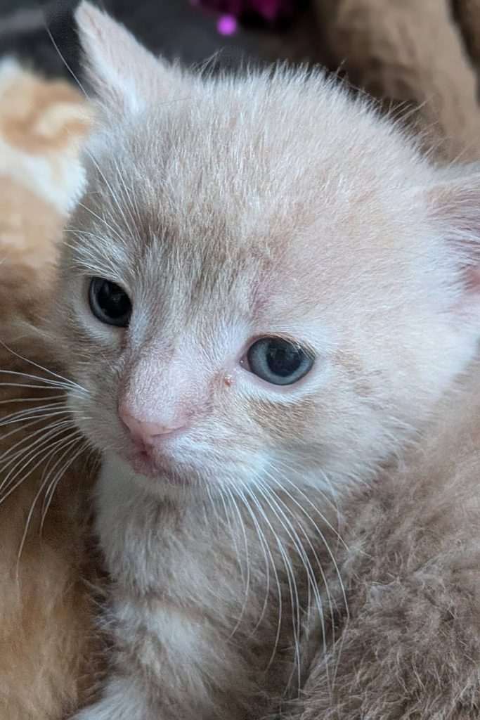 Donk – Furry Tales Cat Rescue